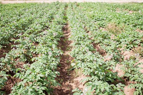 Sims Hill is Recruiting for an Assistant Grower! | Sims Hill Shared Harvest